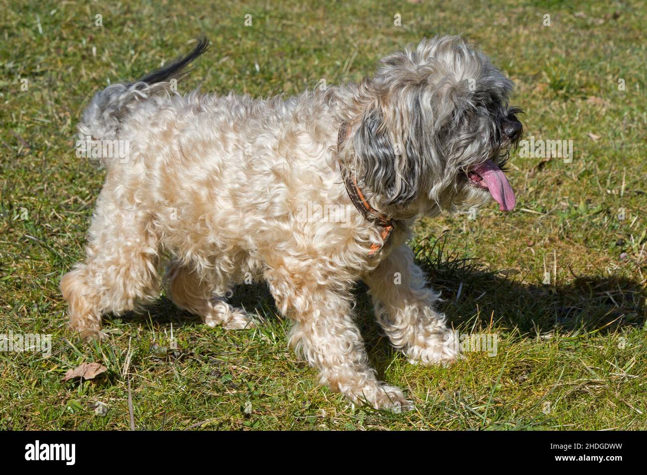 Mongrel terrier Banque de photographies et d’images à haute résolution ...
