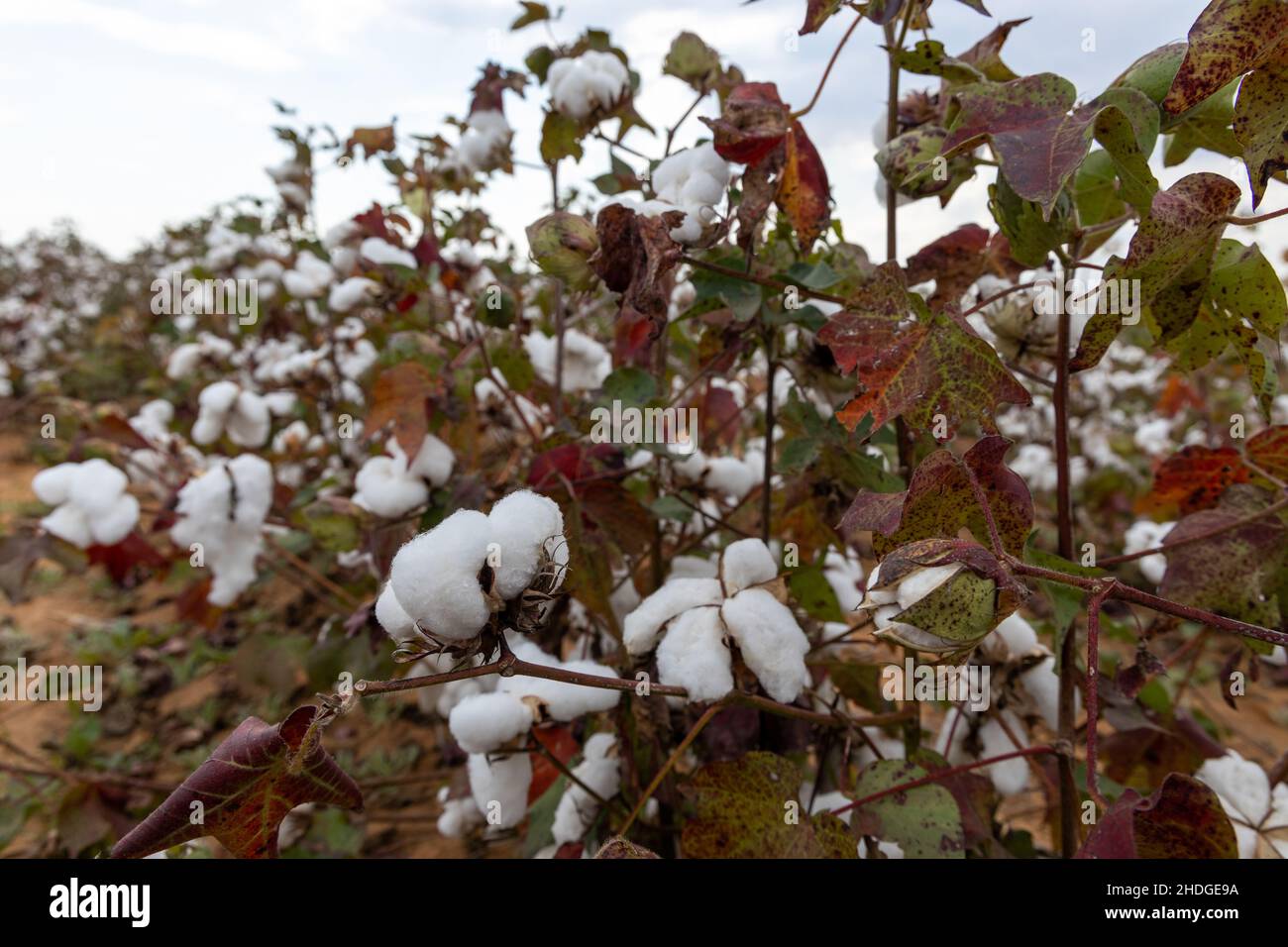 Champ de coton en afrique Banque de photographies et d’images à haute ...