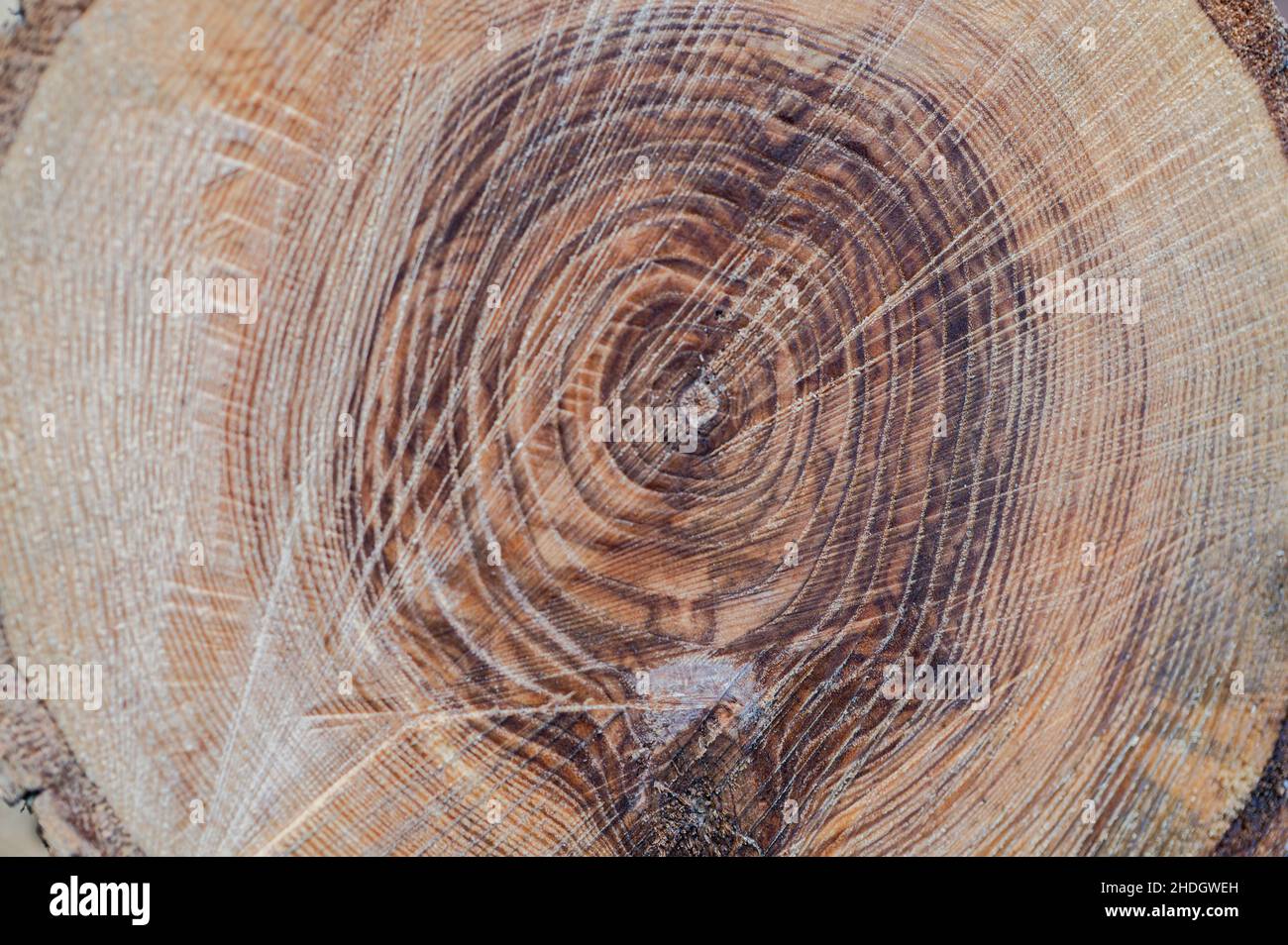 Frêne européen fraxinus excelsior Banque de photographies et d’images à ...