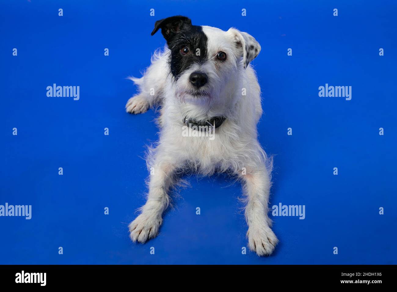 Chiens de terrier Banque de photographies et d’images à haute ...