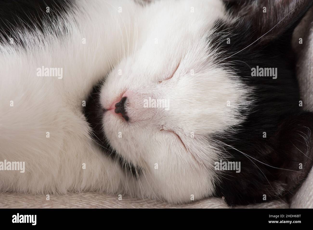 Chat noir et blanc qui dort Banque de photographies et d’images à haute ...
