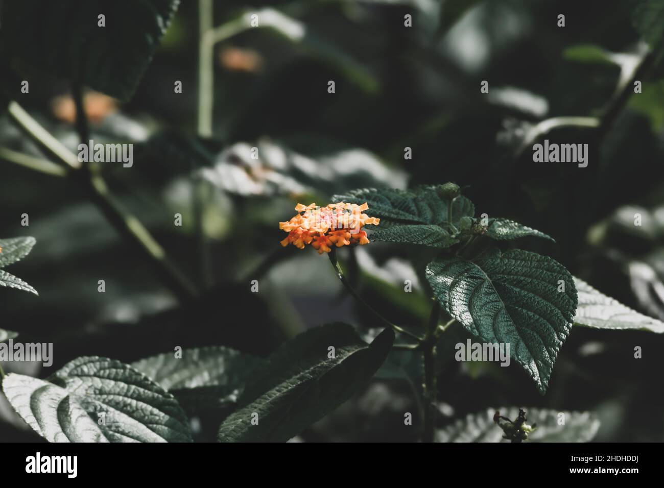 Fleur parmi les feuilles Banque de photographies et d’images à haute ...
