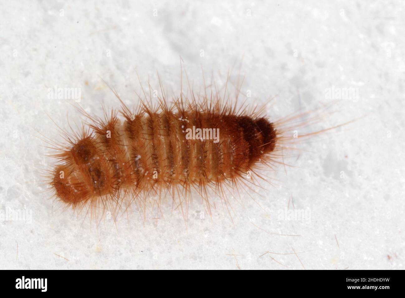 Larve du coléoptère de Khapra Trogoderma granarium Dermestidae parasite ...