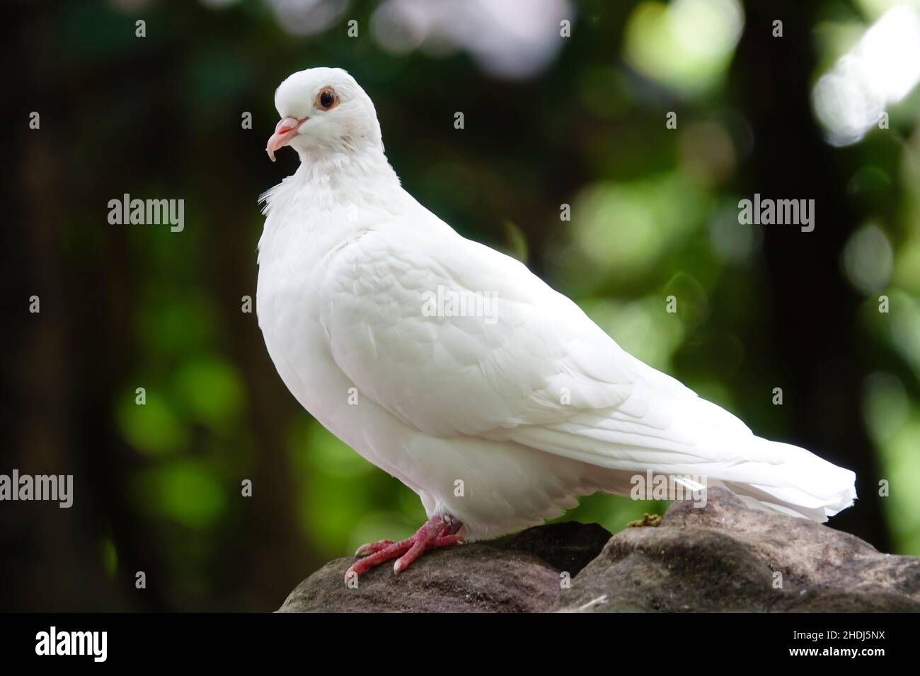 Symboles colombes Banque de photographies et d’images à haute ...