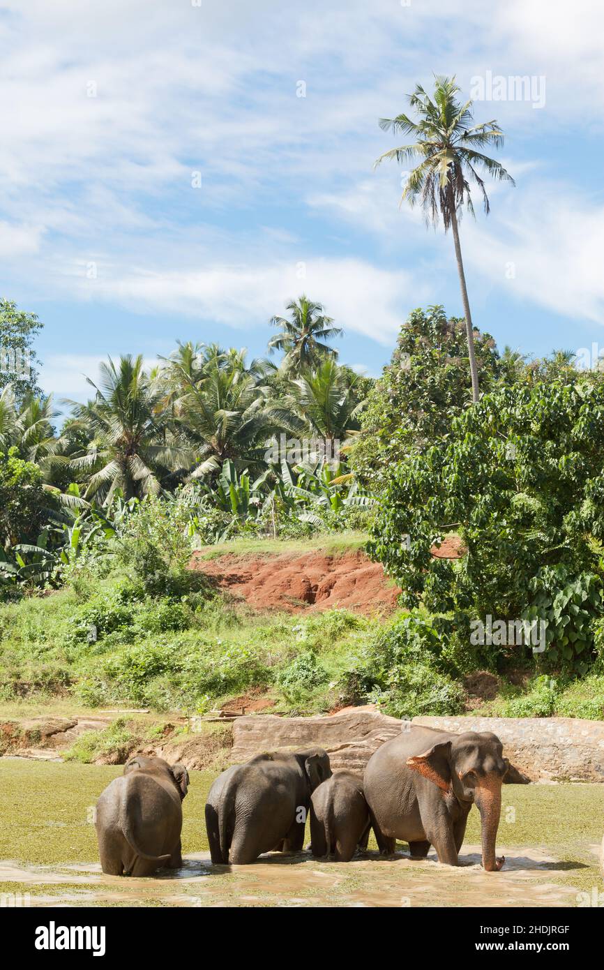 Maha oya Banque de photographies et d’images à haute résolution - Alamy