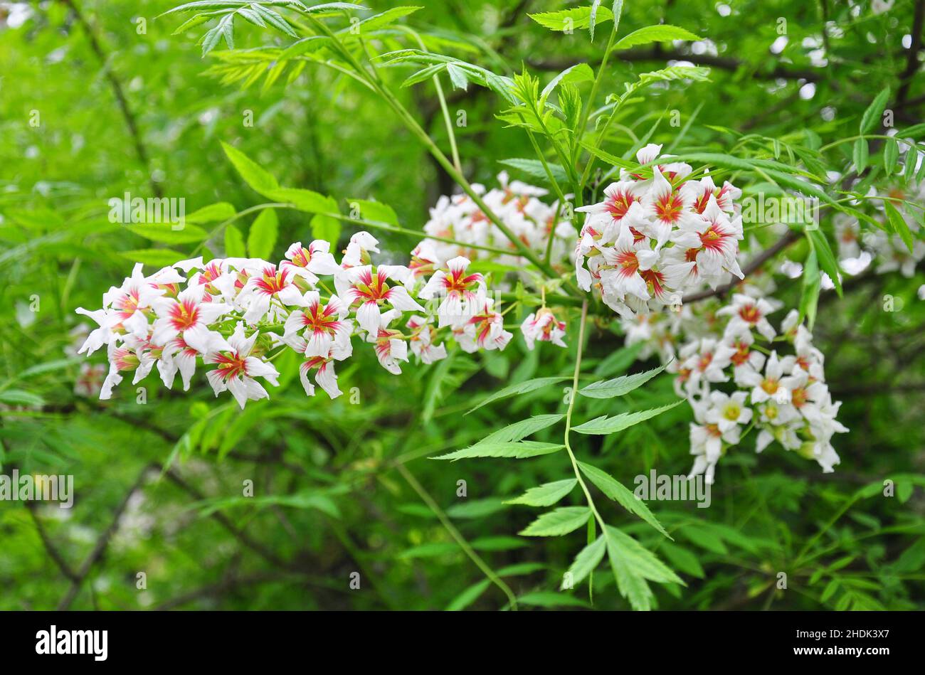 Xanthoceras sorbifolium Banque de photographies et d’images à haute ...