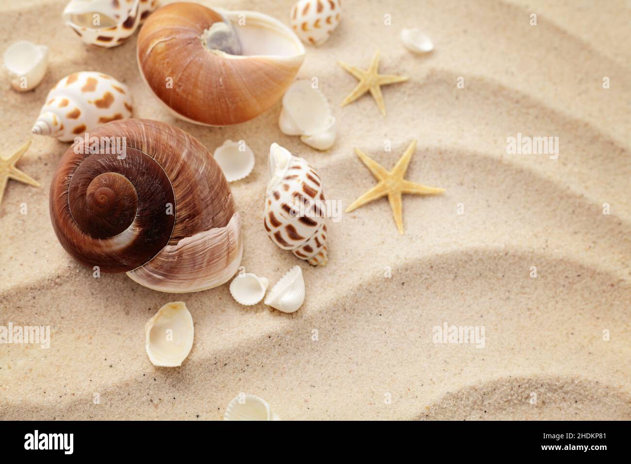 Moules conques Banque de photographies et d’images à haute résolution ...