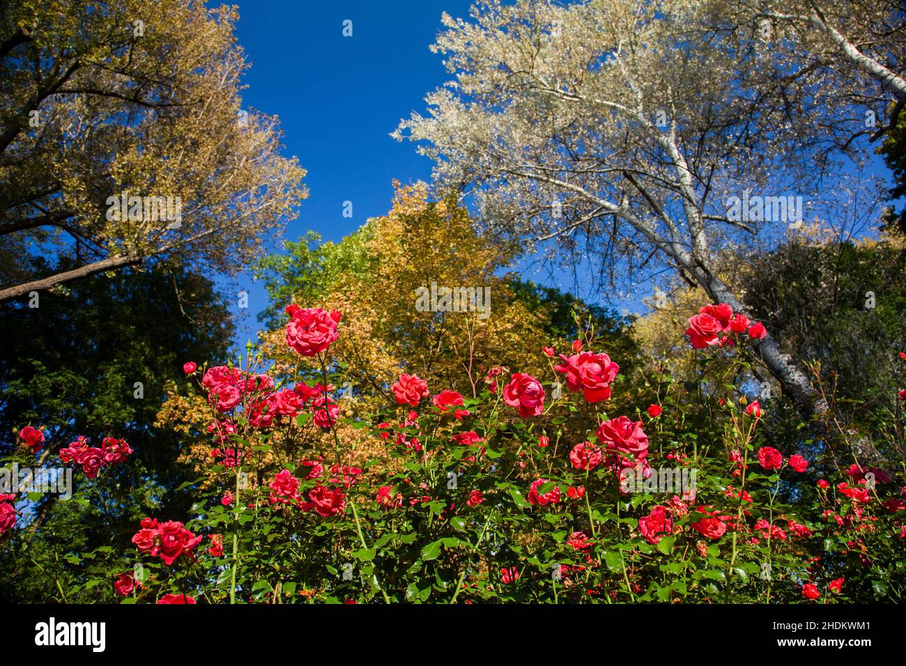 Jena rose Banque de photographies et d’images à haute résolution - Alamy