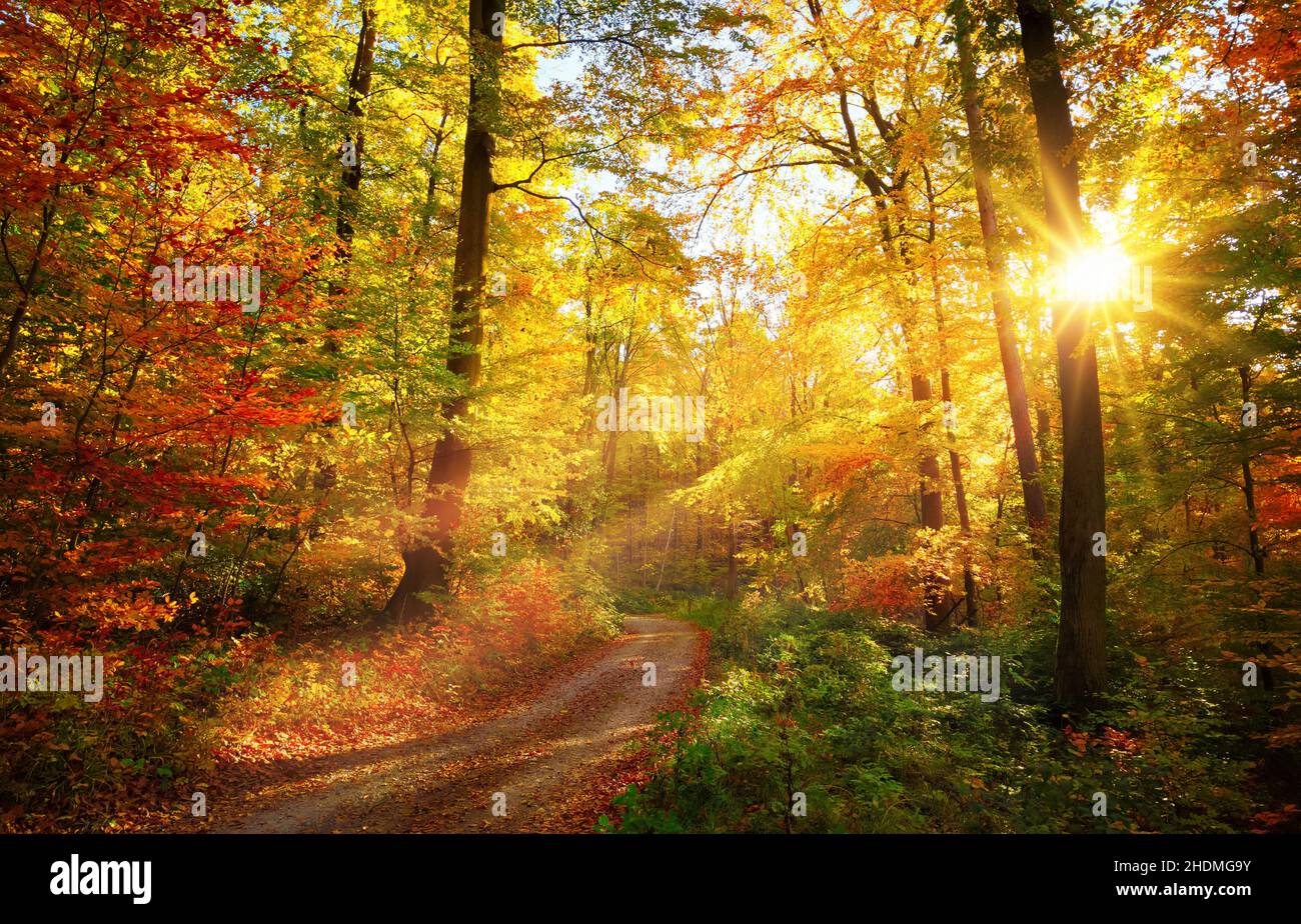 Sentier Forêt Rayons De Soleil Couleurs Dautomne Sentiers Forêts