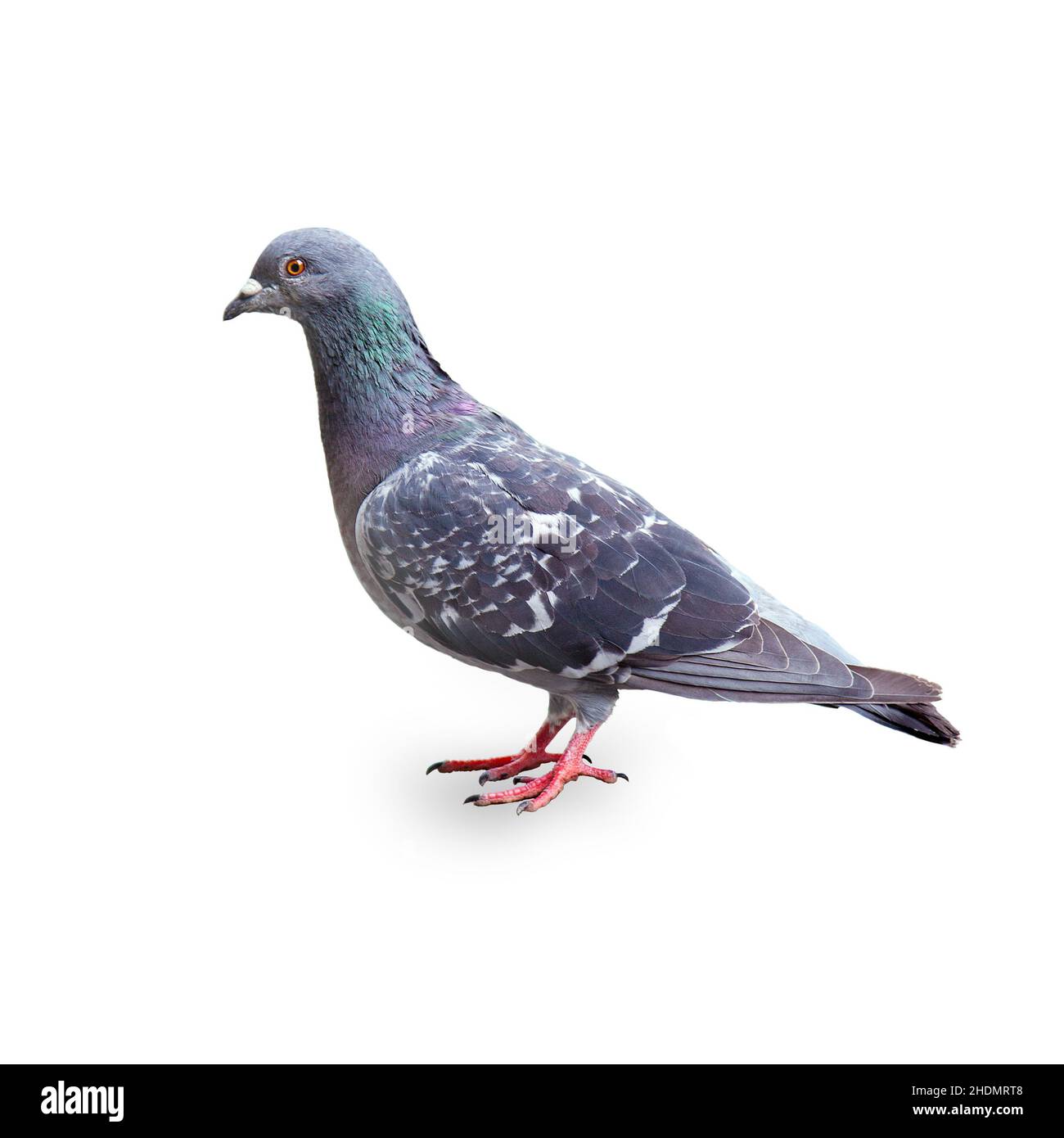 Colombe sauvage Banque d'images détourées - Alamy