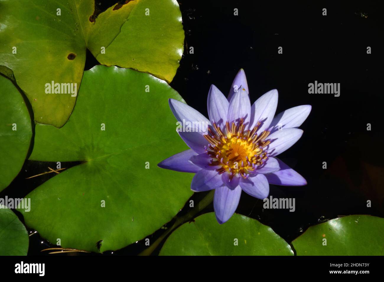 Nymphaea colorata Banque de photographies et d’images à haute ...