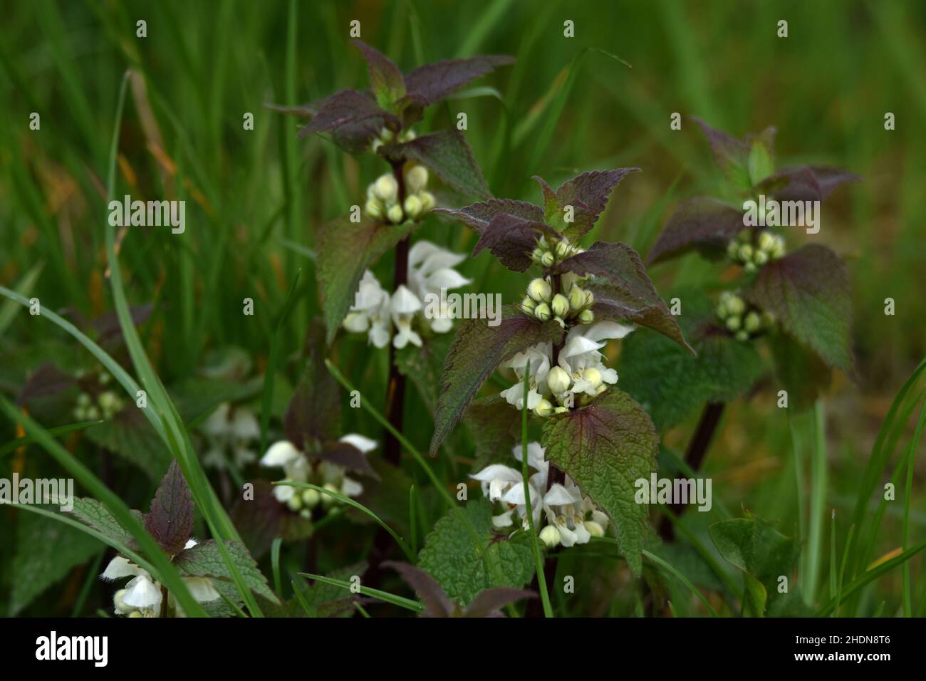 Ortie blanche sourde Banque de photographies et d’images à haute ...