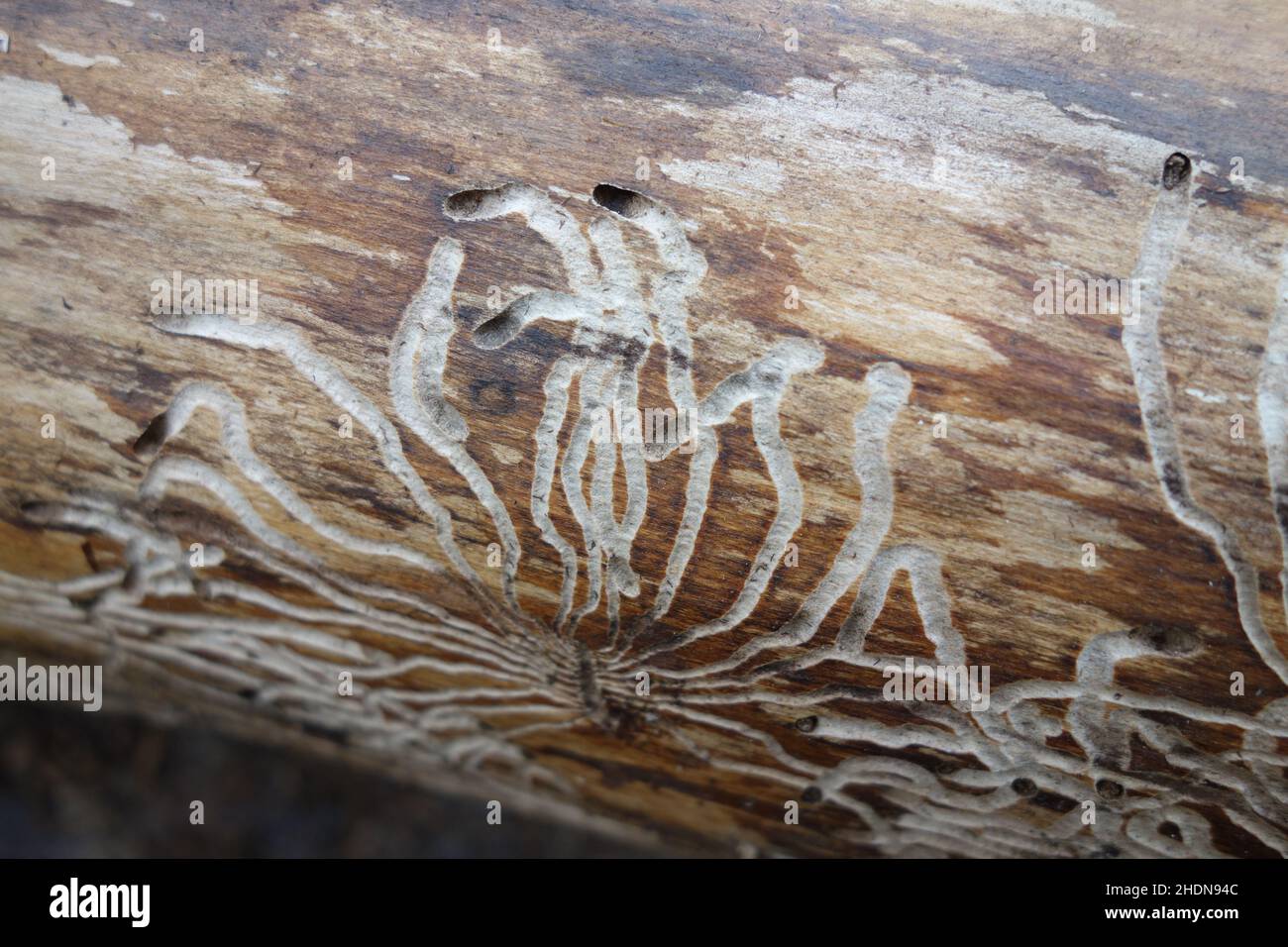 Vermine du bois Banque de photographies et d’images à haute résolution ...