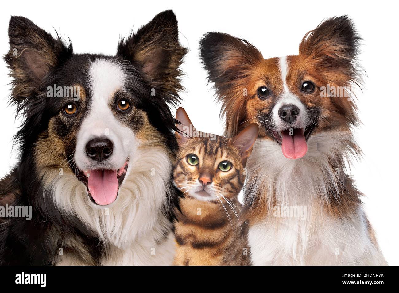 Chats de chien Banque de photographies et d’images à haute résolution ...