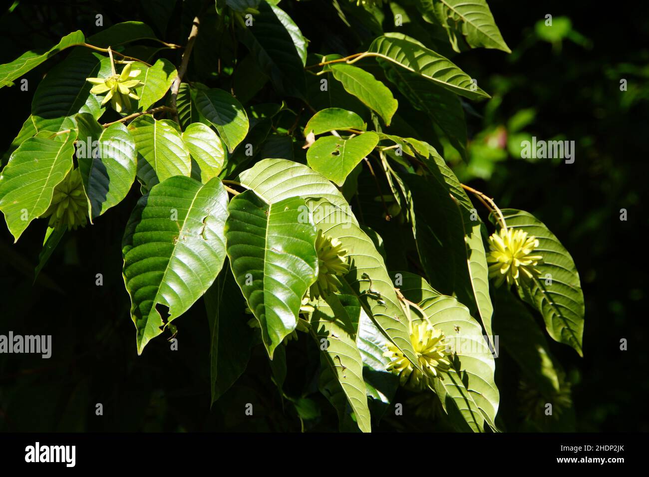Camptotheca acuminata Banque de photographies et d’images à haute ...