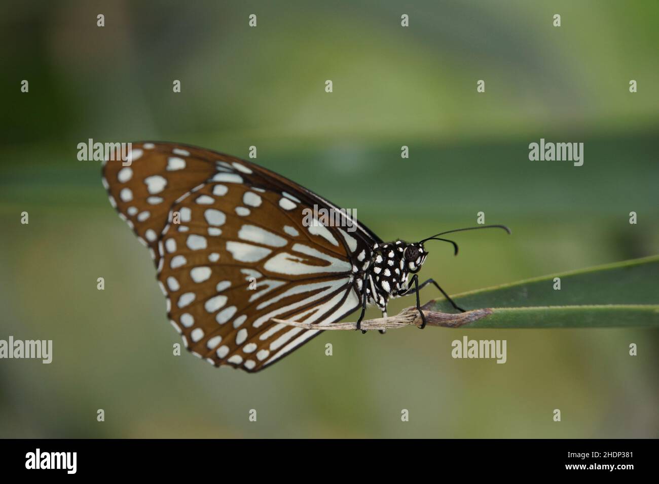 Tigre 1 Banque de photographies et d’images à haute résolution - Alamy