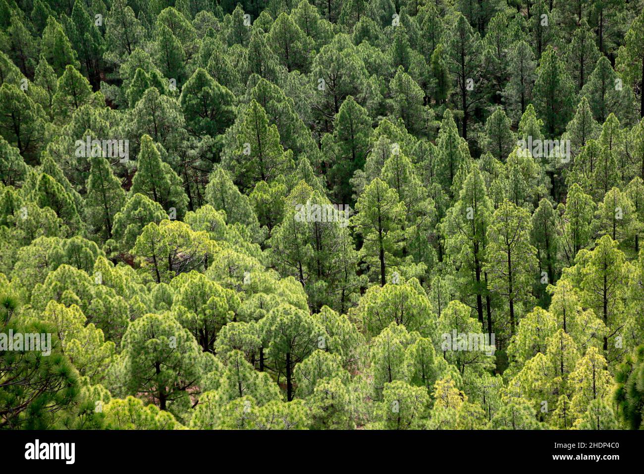 conifères, forêt de pins, pins des îles canaries, forêts de pins, pins ...