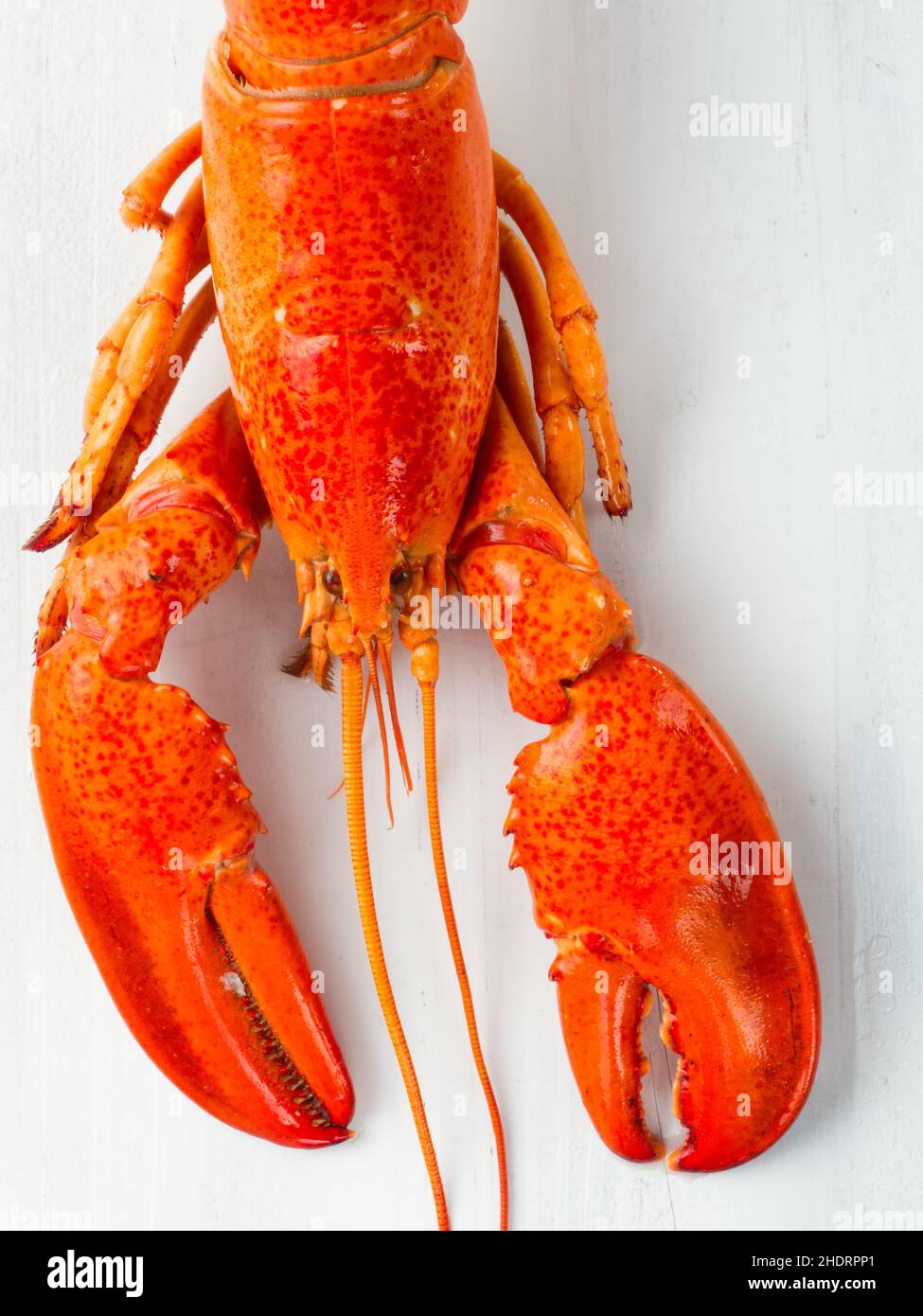 Homard mort Banque de photographies et d’images à haute résolution - Alamy
