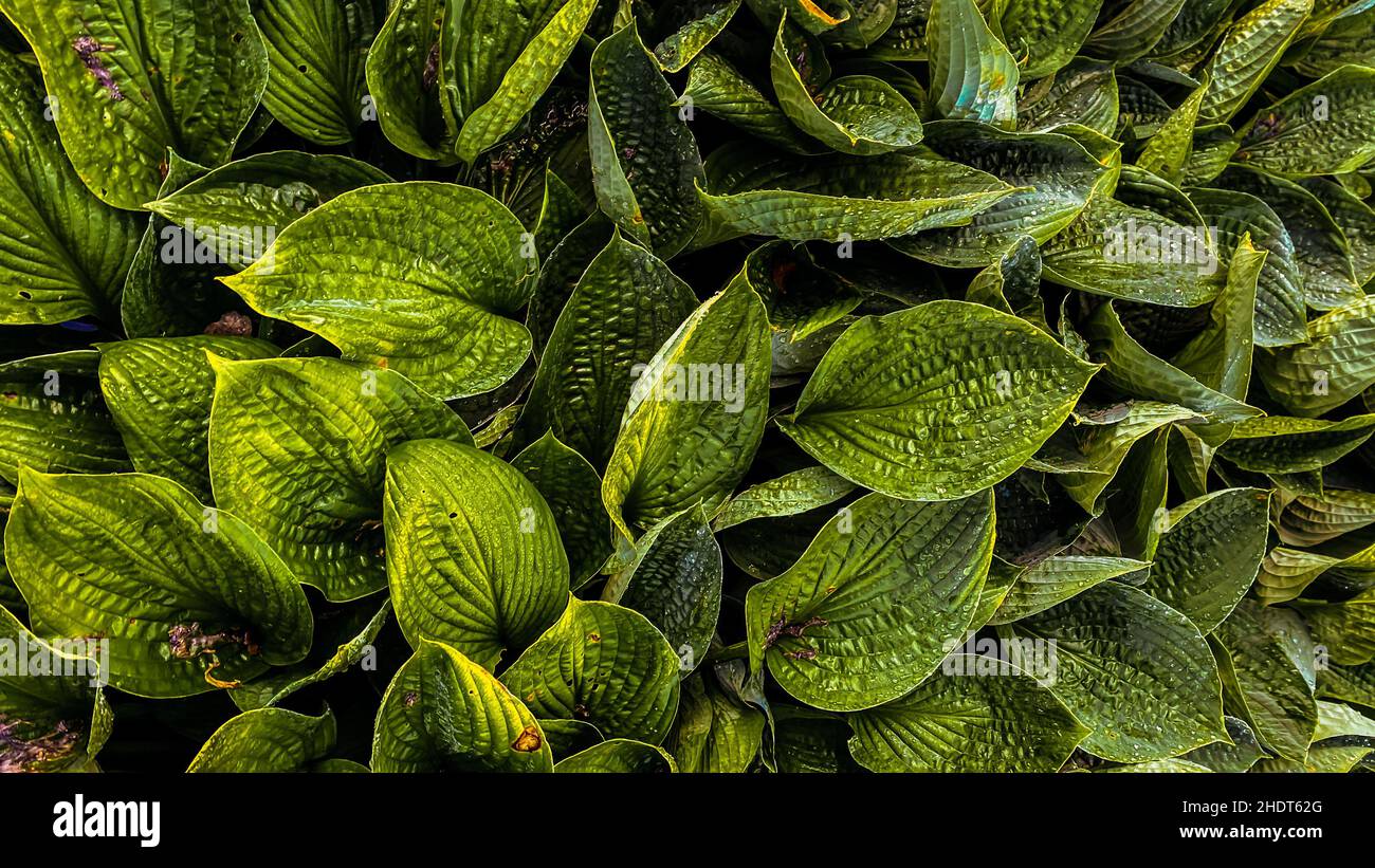 Formes de feuilles Banque de photographies et d’images à haute ...