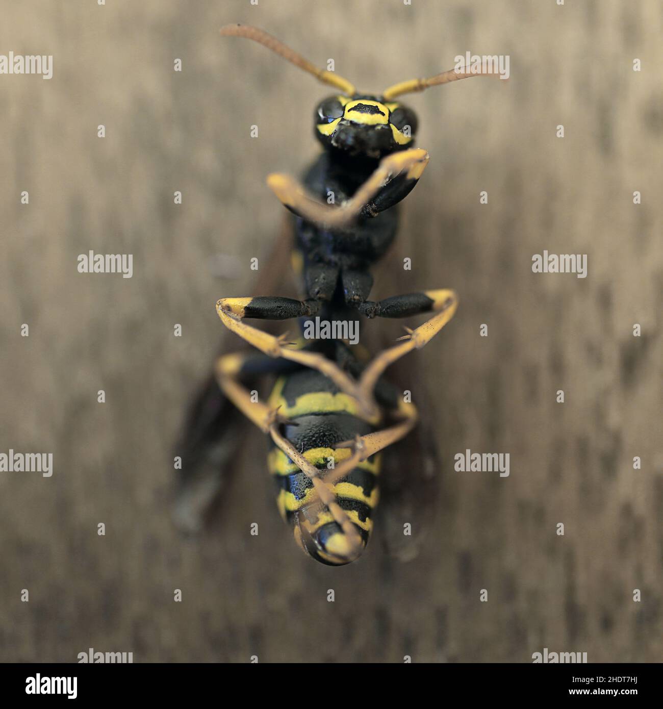 Animaux morts Banque de photographies et d’images à haute résolution ...