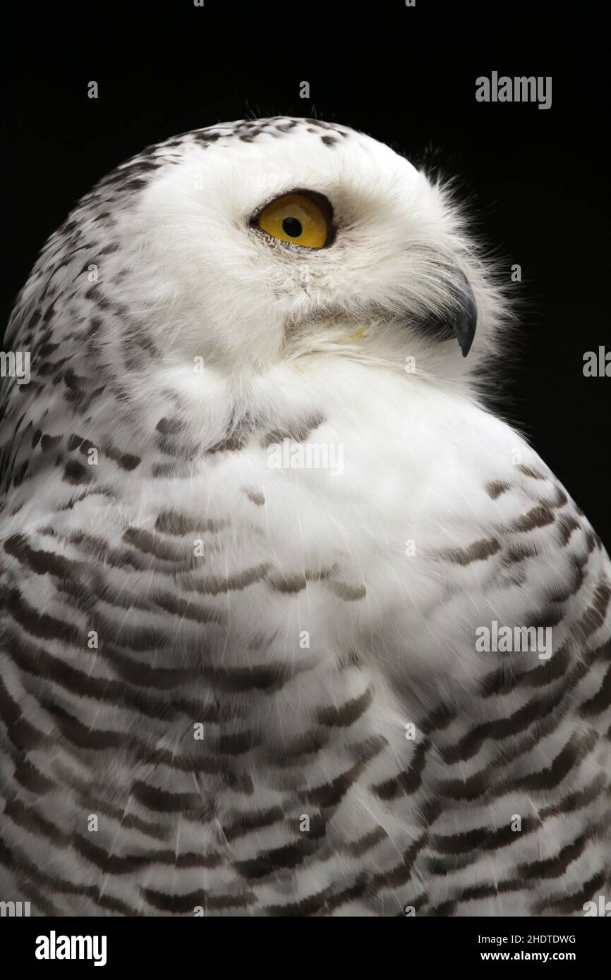Hibou noir Banque de photographies et d’images à haute résolution - Alamy