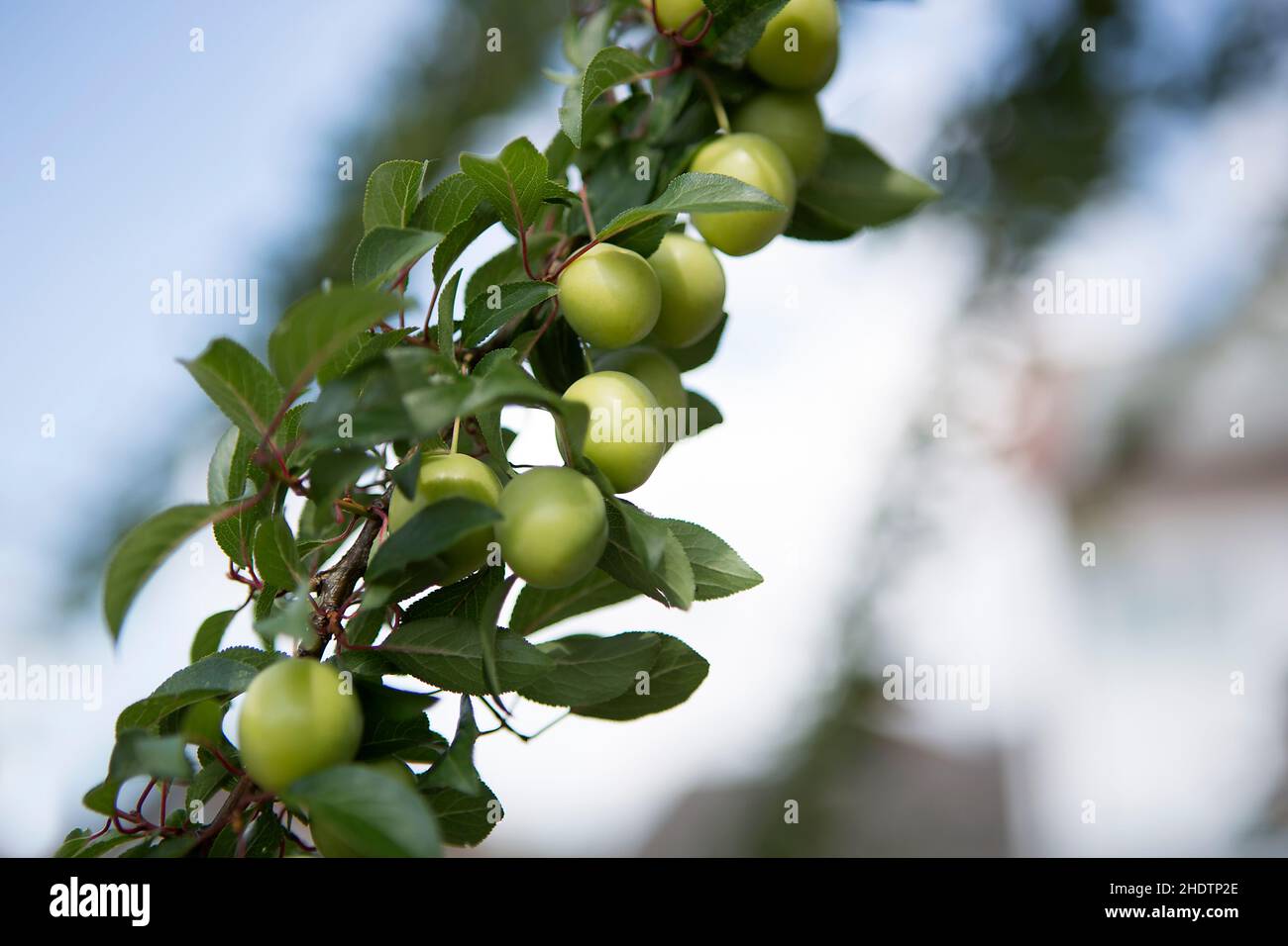 Arbre mirabelles Banque de photographies et d’images à haute résolution ...