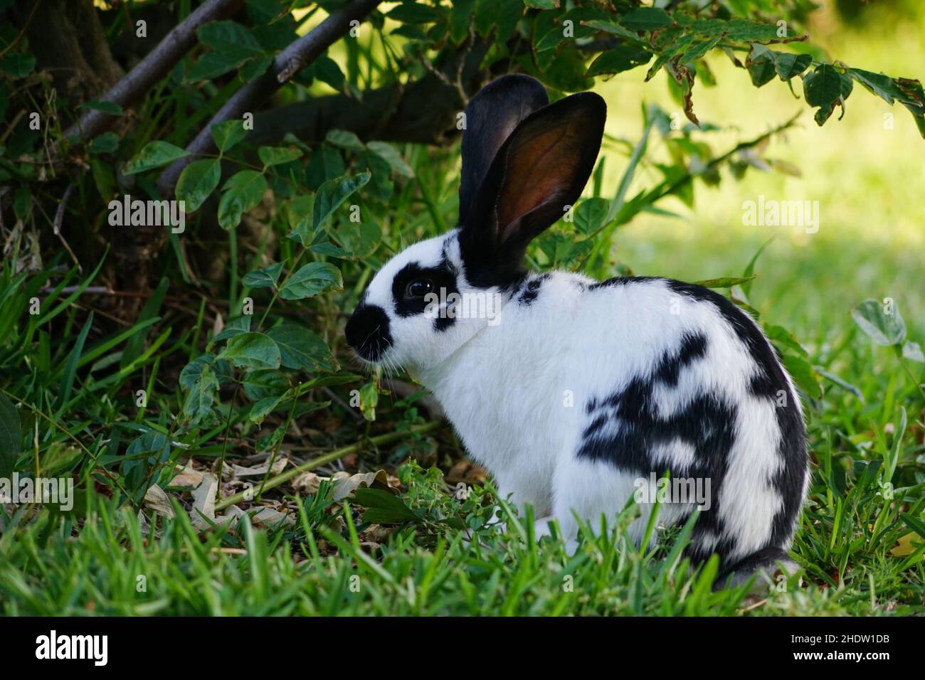 Lapin géant flamand Banque de photographies et d’images à haute ...