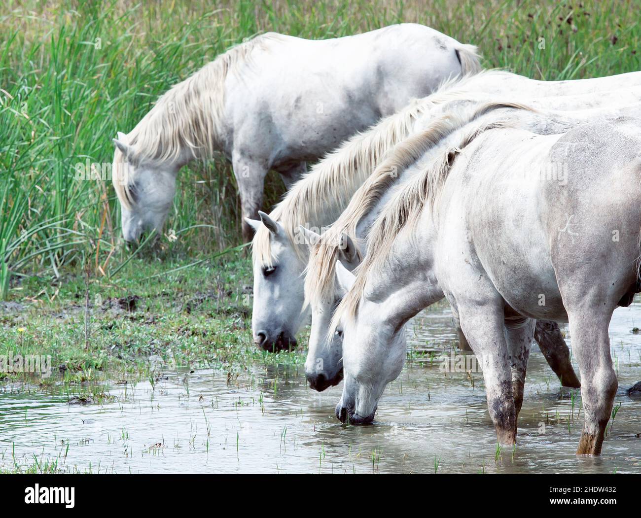 Cheval à boire Banque de photographies et d’images à haute résolution ...