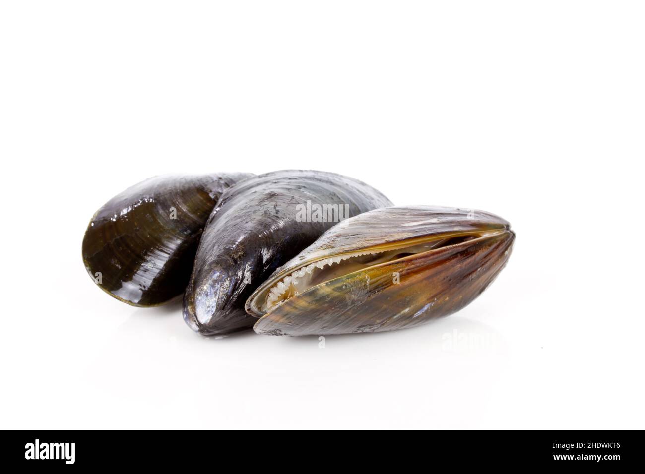 Moule ouverte Banque d'images détourées - Alamy