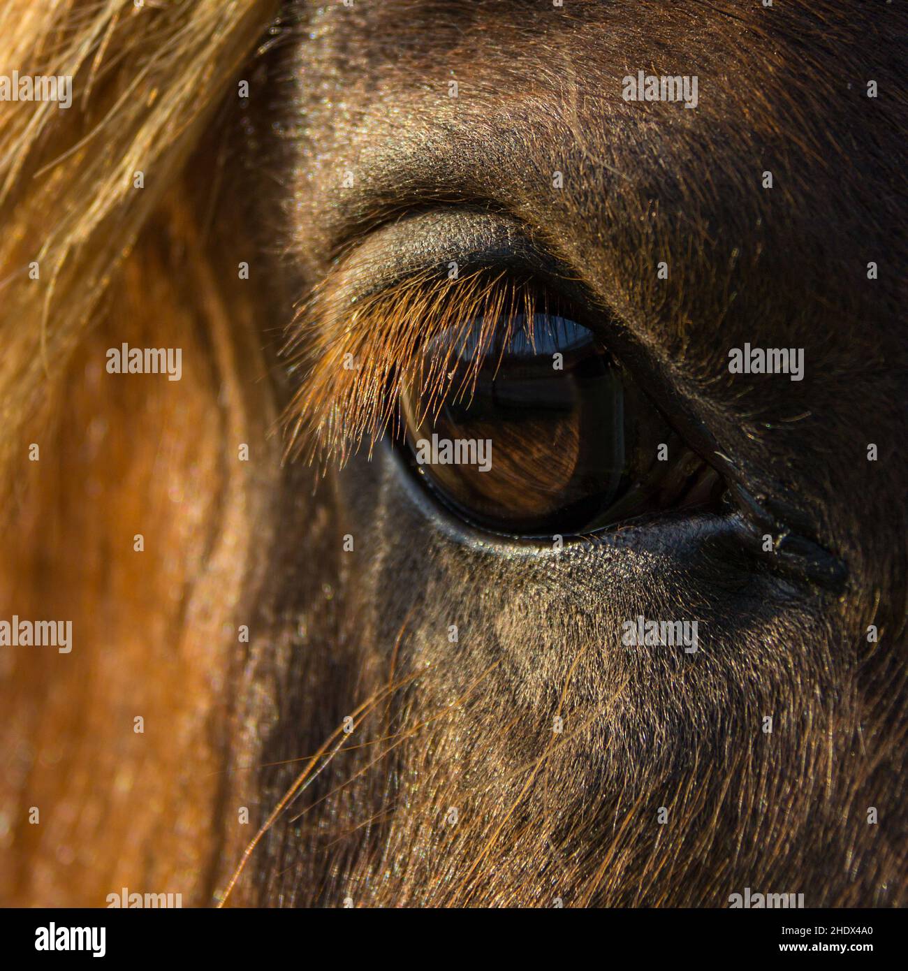 Corps de chevaux Banque de photographies et d’images à haute résolution ...