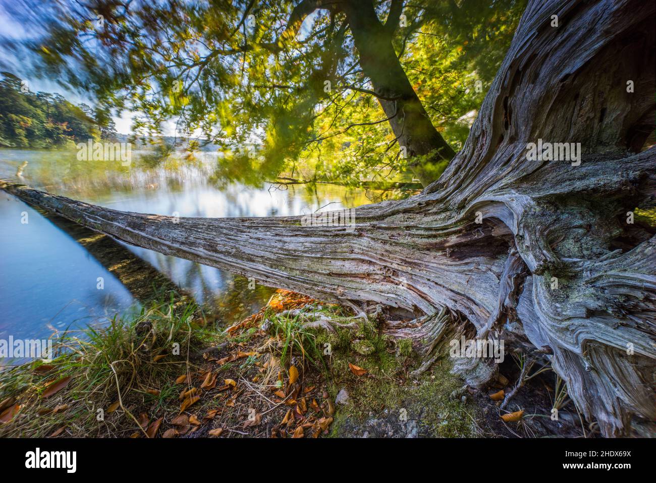 Structure en bois mort Banque de photographies et d’images à haute ...