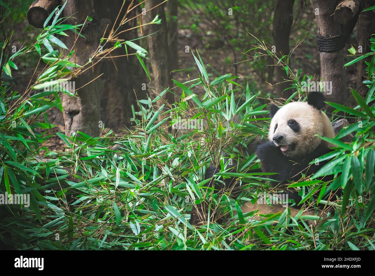 Gros pandas Banque de photographies et d’images à haute résolution - Alamy