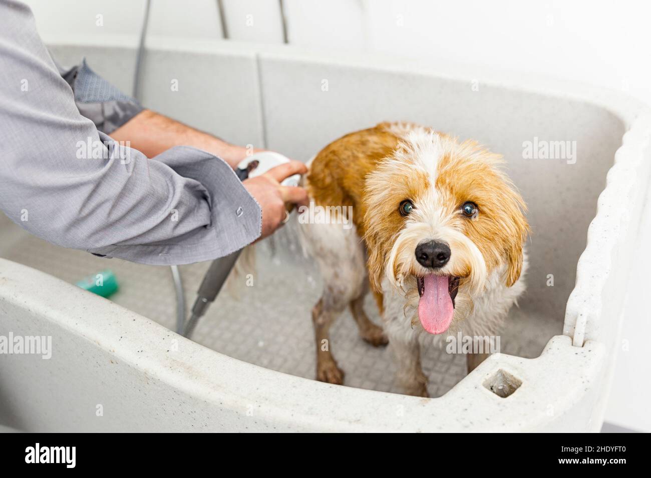 Laver les chiens Banque de photographies et d’images à haute résolution ...