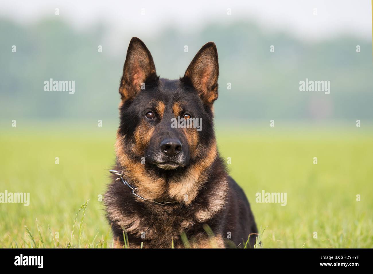 Bergers allemands Banque de photographies et d’images à haute résolution - Alamy