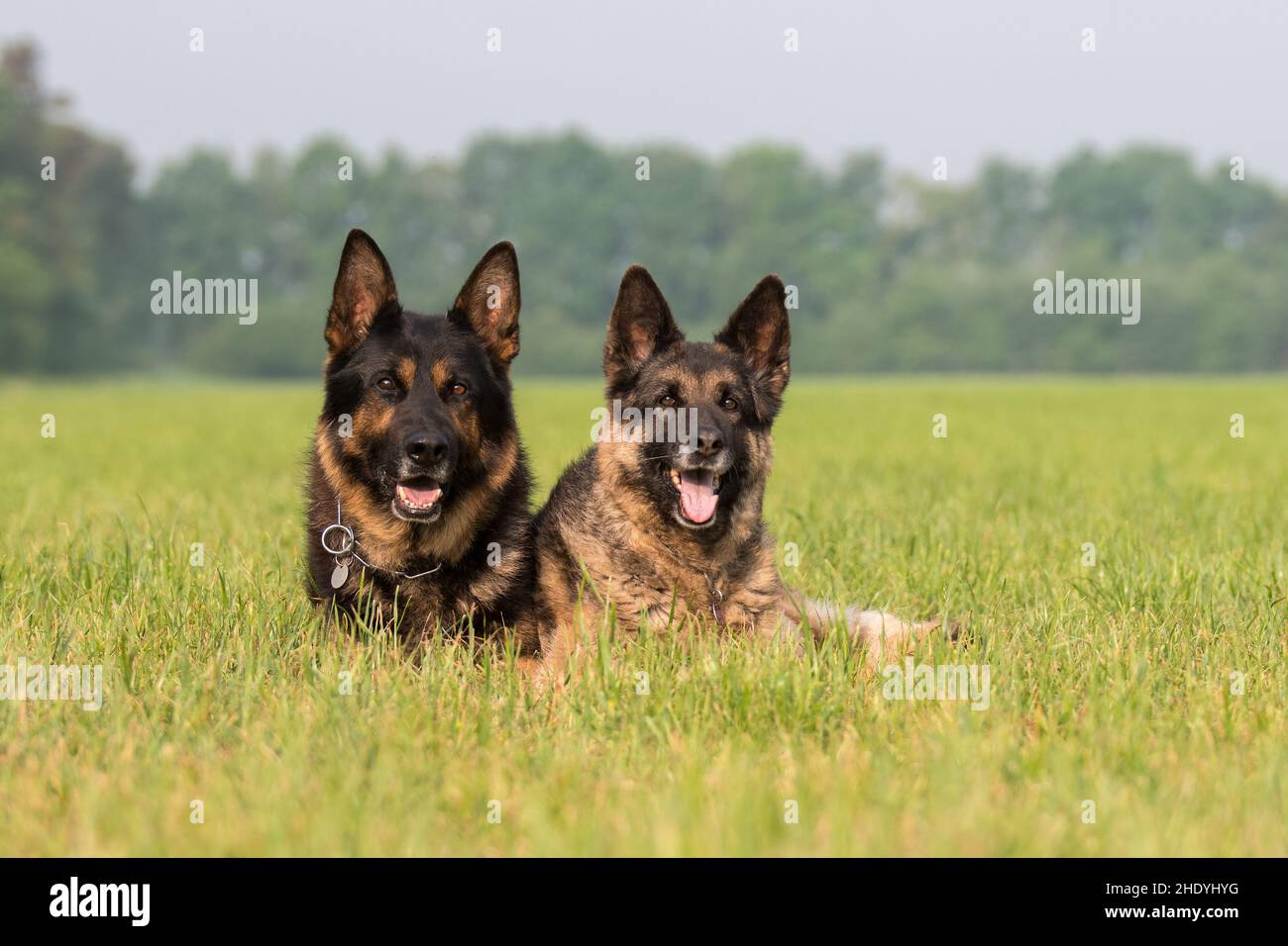 Bergers allemands Banque de photographies et d’images à haute résolution - Alamy