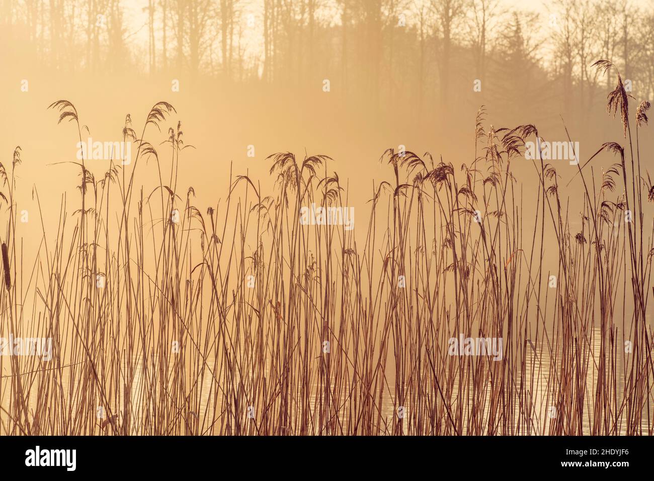 Rivage avec des roseaux Banque de photographies et d’images à haute résolution - Alamy