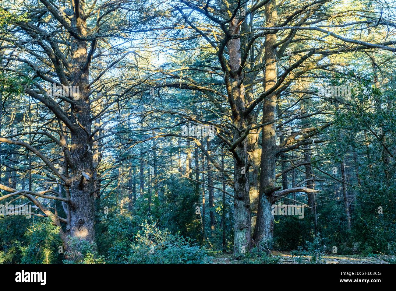 France, Vaucluse, Parc naturel régional du Luberon, Lacoste, Foret de ...