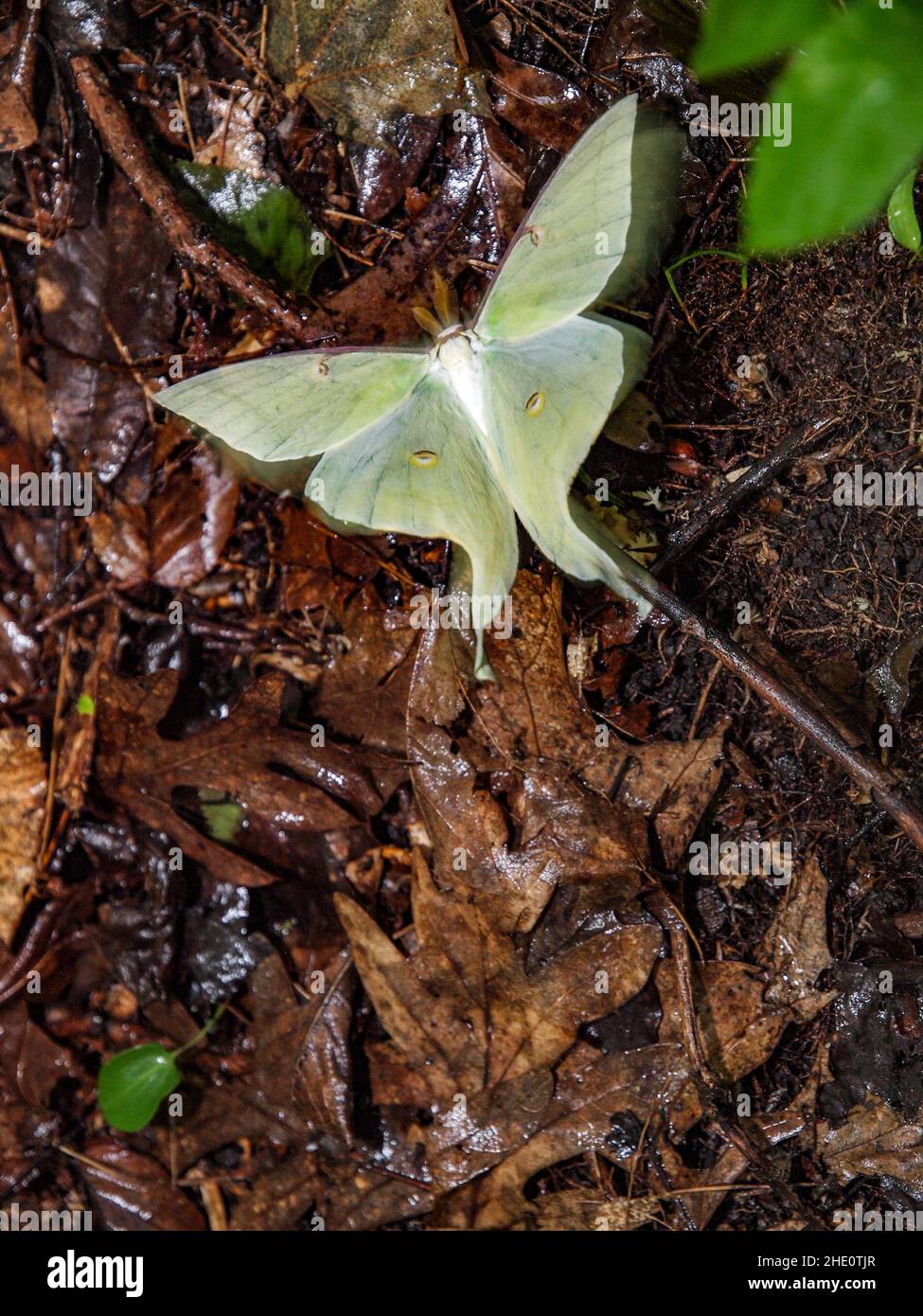 Phalaena luna Banque de photographies et d’images à haute résolution ...