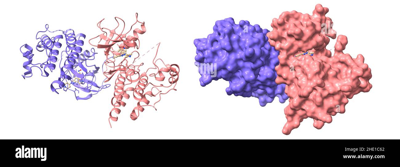 Structure cristalline du c-raf (raf-1), un dimère de protéine kinase ...