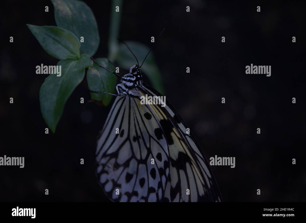 Insectes nymphes Banque de photographies et d’images à haute résolution ...