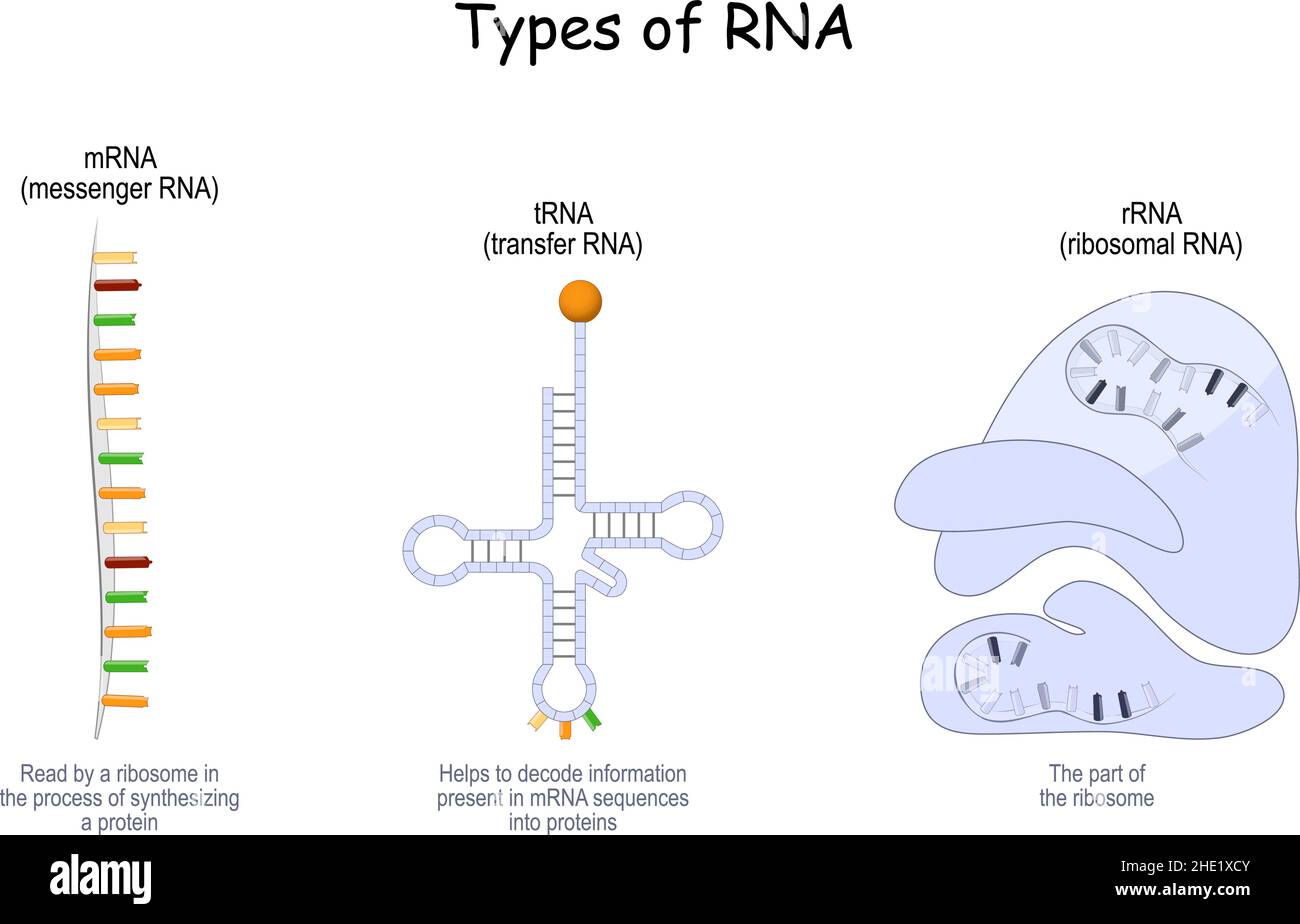 Mrna molecule Banque d'images vectorielles - Alamy
