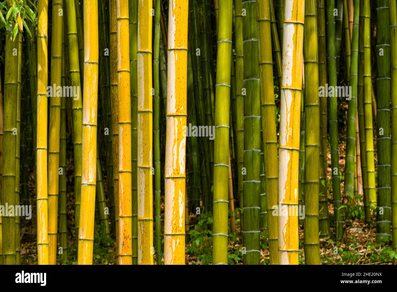 Tige de bambou Banque de photographies et d’images à haute résolution ...