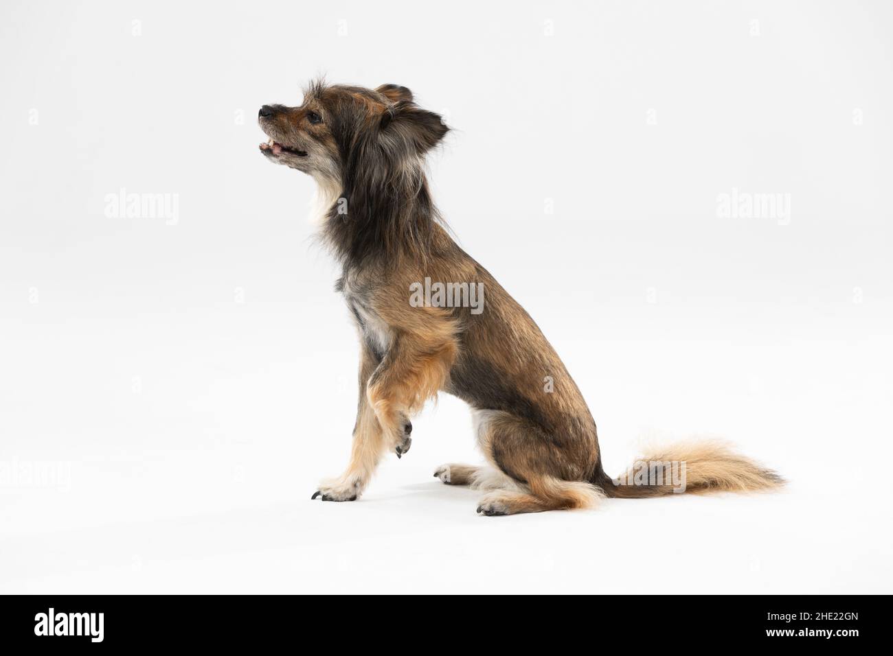 Le chien Mongrel est assis avec un museau ouvert et une patte relevée ...