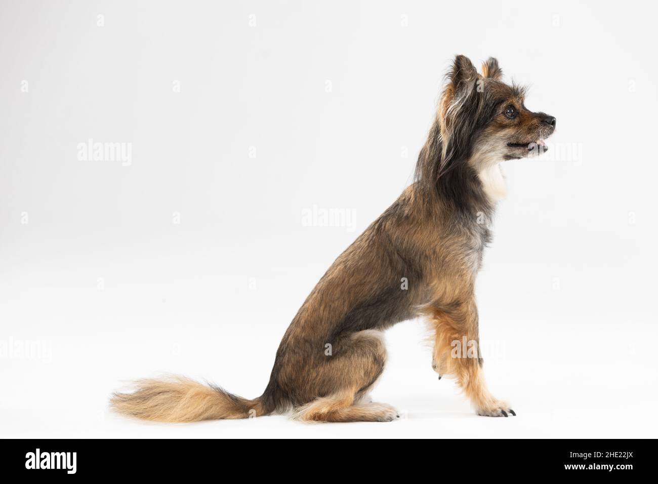 Le chien Mongrel est assis avec un museau ouvert et une patte relevée ...