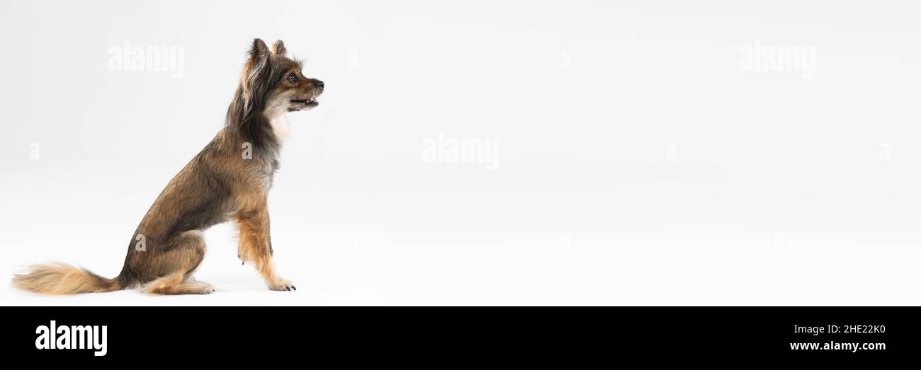 Le chien Mongrel est assis avec un museau ouvert et une patte relevée ...