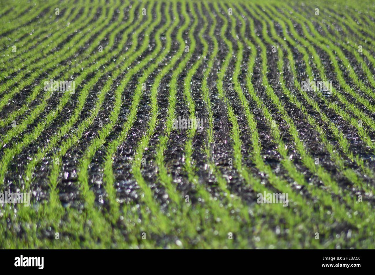 Sillons verts Banque de photographies et d’images à haute résolution ...