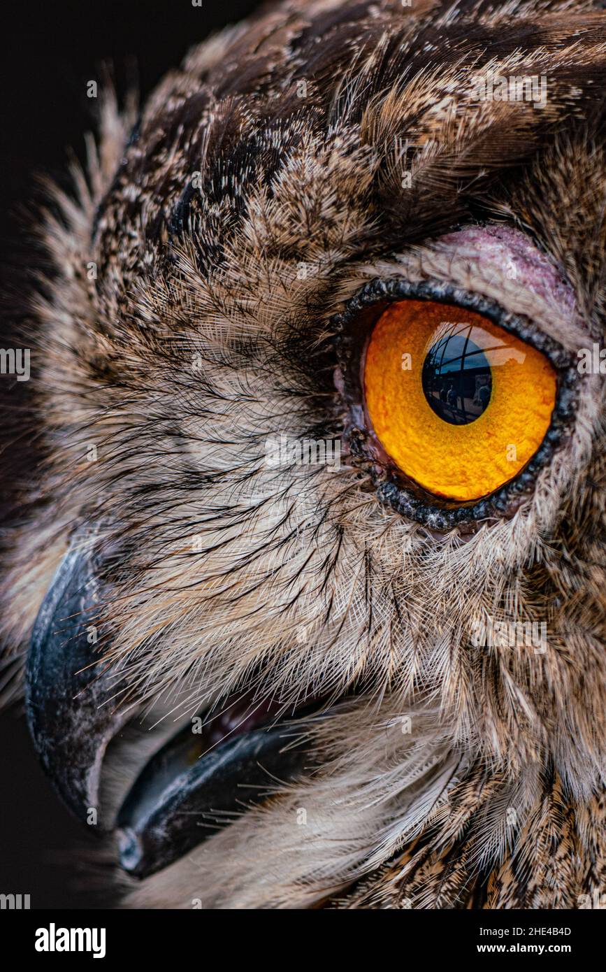 Hibou oiseau rapace oiseau de proie hu Banque de photographies et d ...