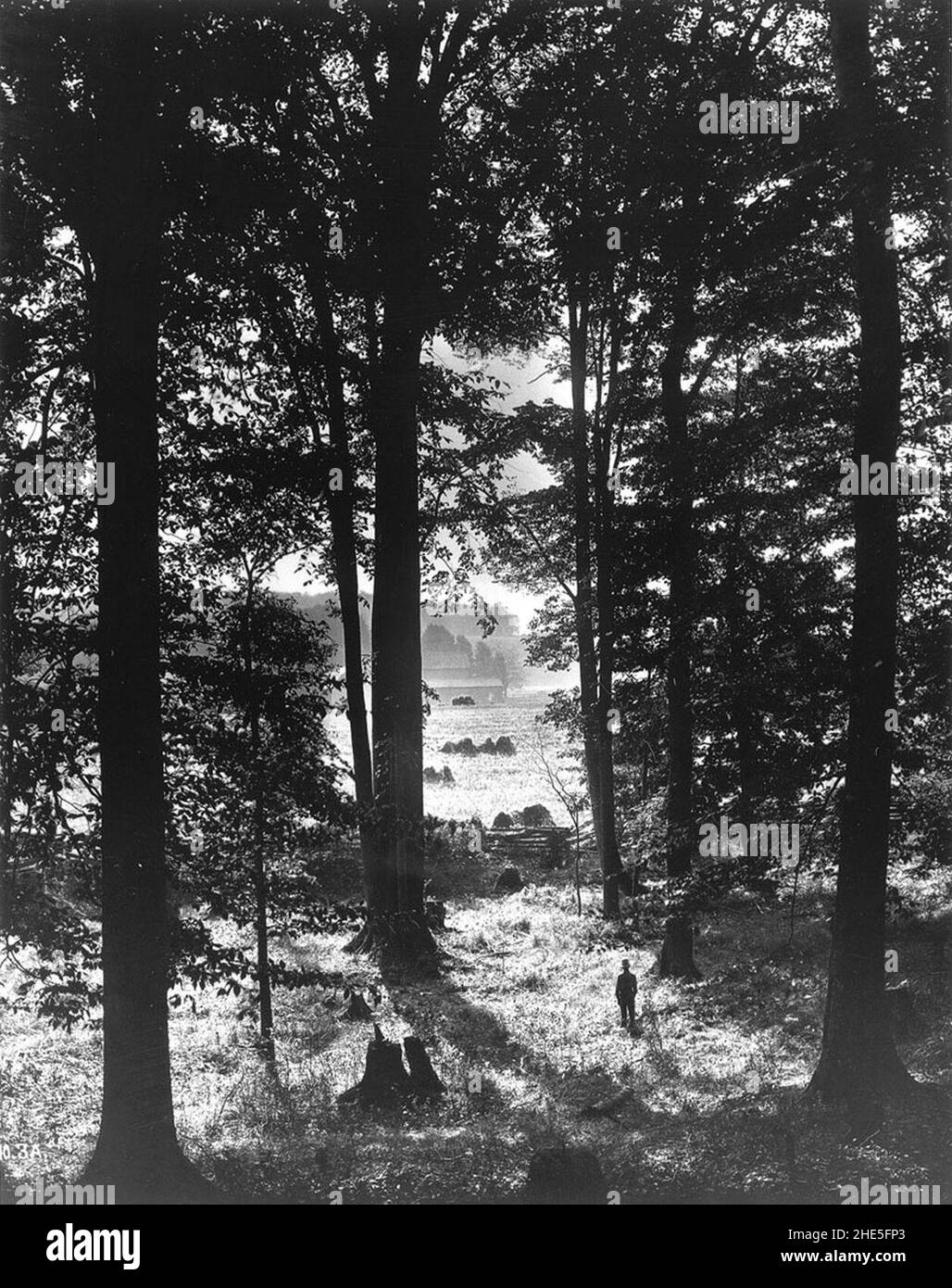 Bosquet sacré Banque d'images noir et blanc - Alamy