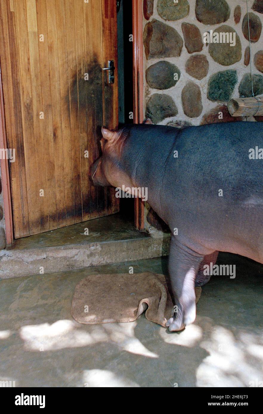 JESS THE HIPPO LE SEUL NOM HIPPO AU MONDE QUI A ÉTÉ ÉLEVÉ PAR TONY ET ...