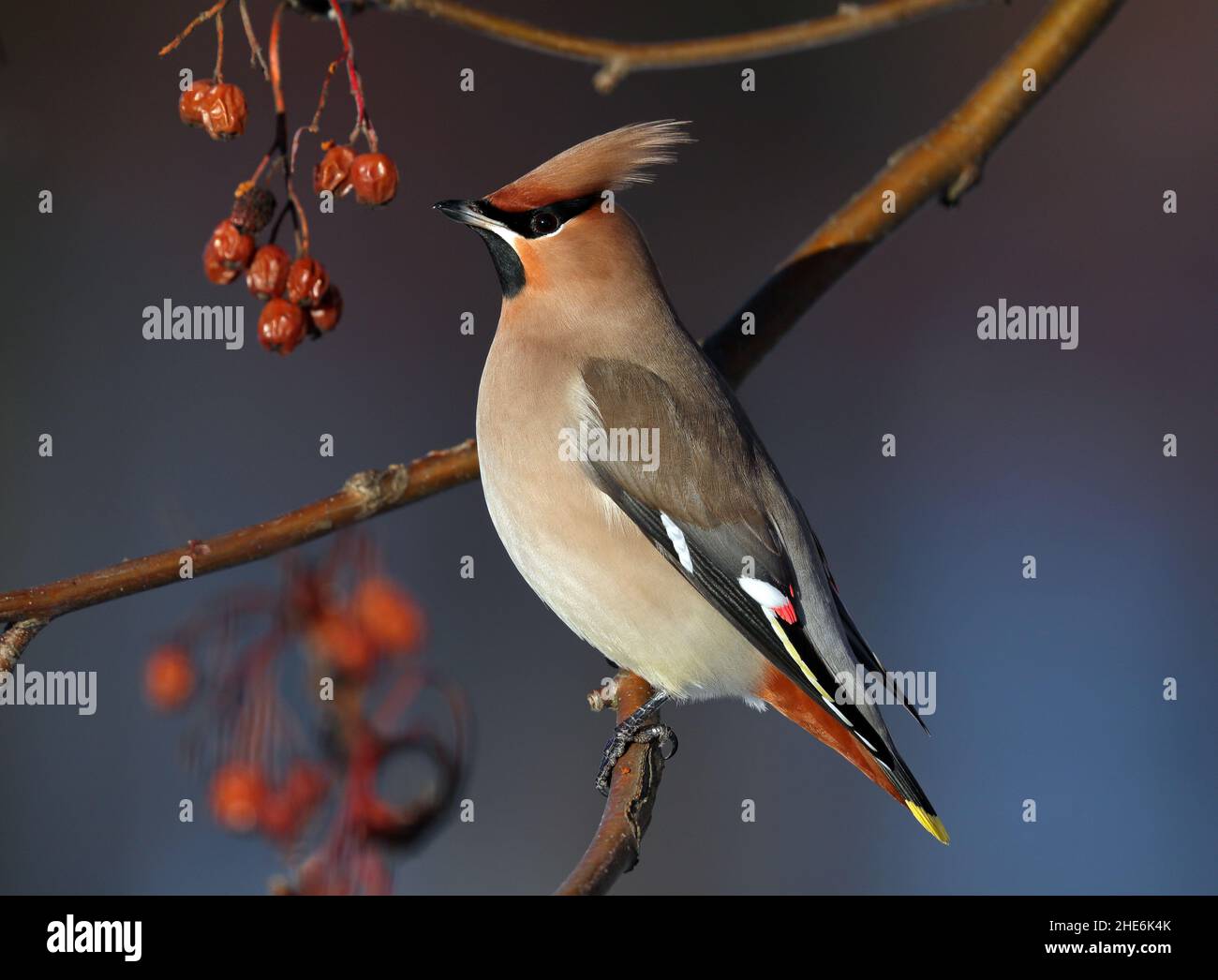 Oiseau mangeant des baies Banque de photographies et d’images à haute ...